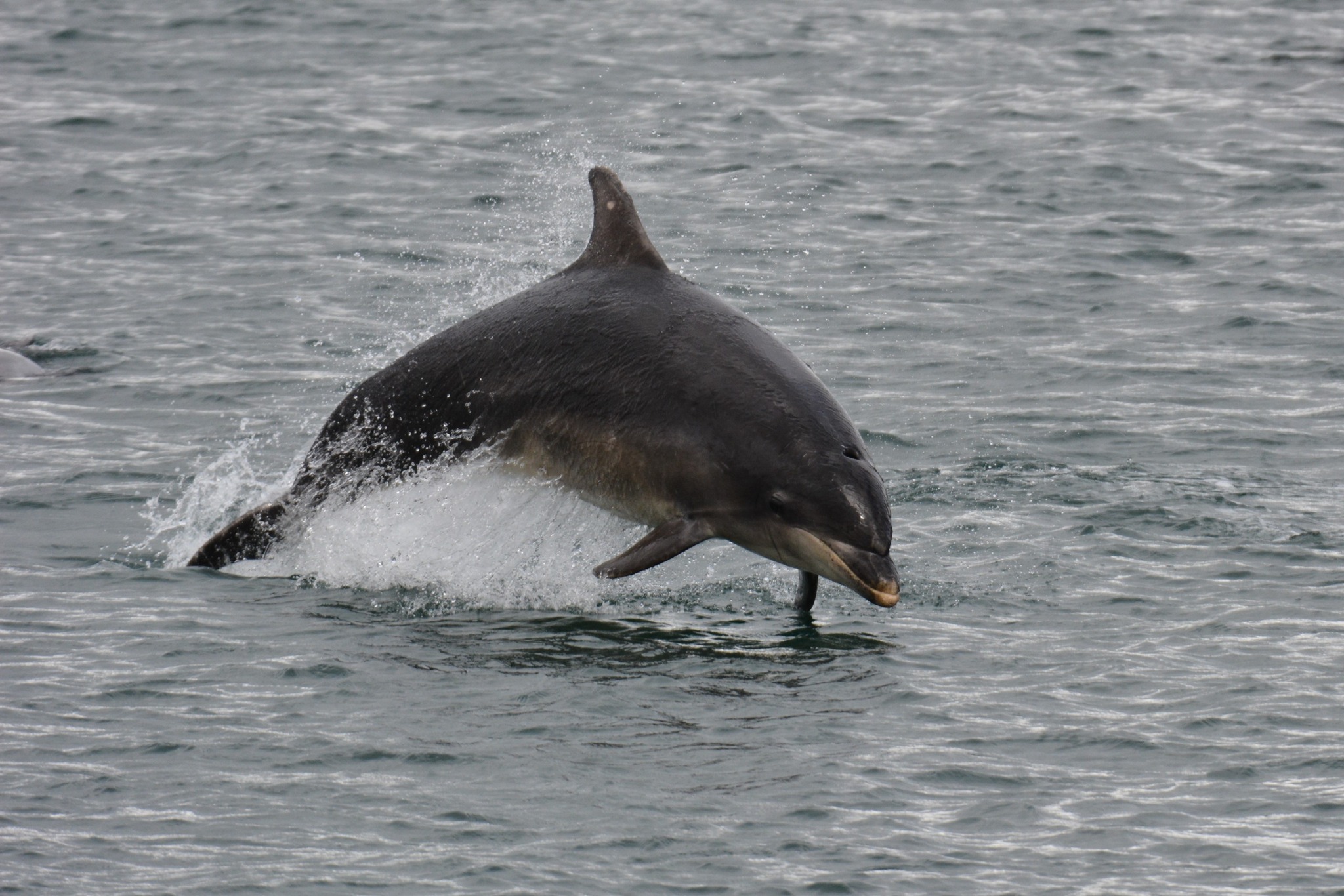 Dolphins herald the new season at Portico! | PORTICO